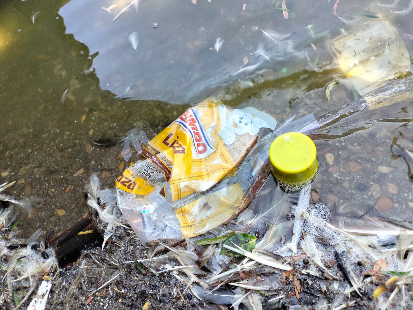 Exhortan a mantener limpio el parque Morelos